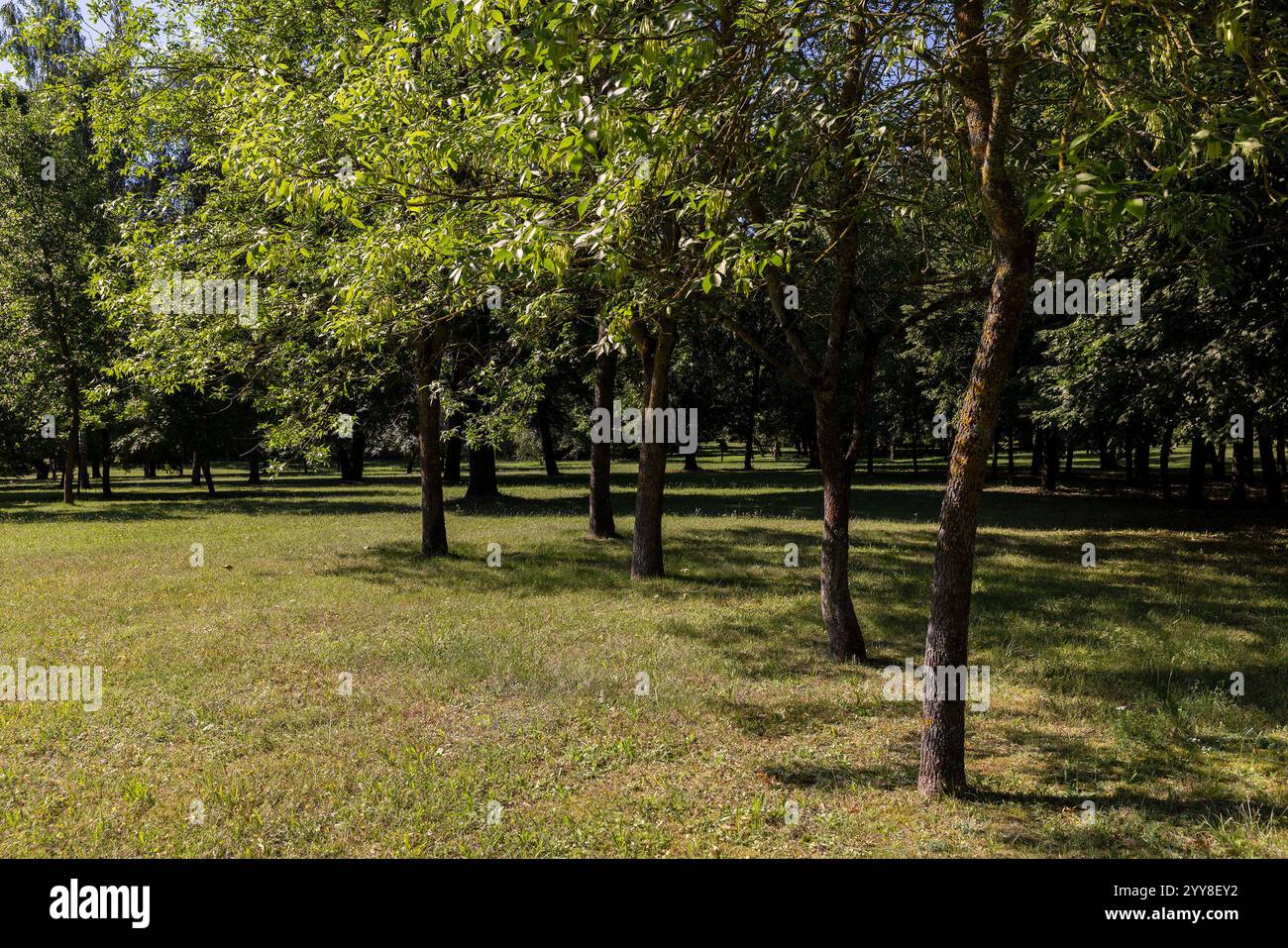 deciduous trees in a mixed park in summer, trees of different types in ...