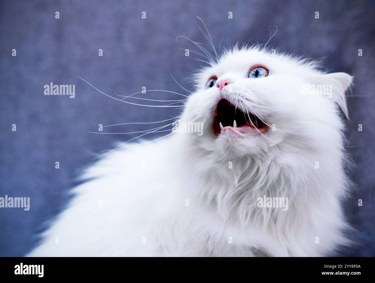 Hilarious Terrified and Shocked Cat Stock Photo - Alamy