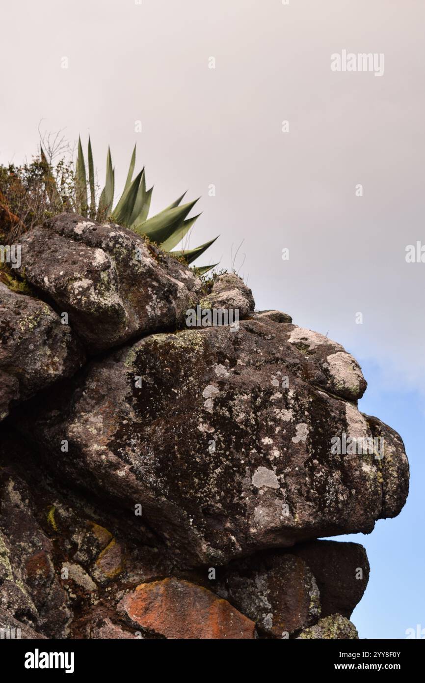 Maguey on mossy rocks, against white sky. Maguey of mezcal Stock Photo ...
