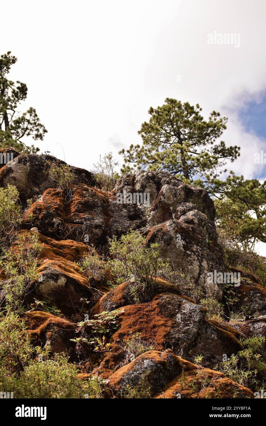 Forest landscape in Oaxaca, Mexico. Rocky and mossy cliff Stock Photo ...
