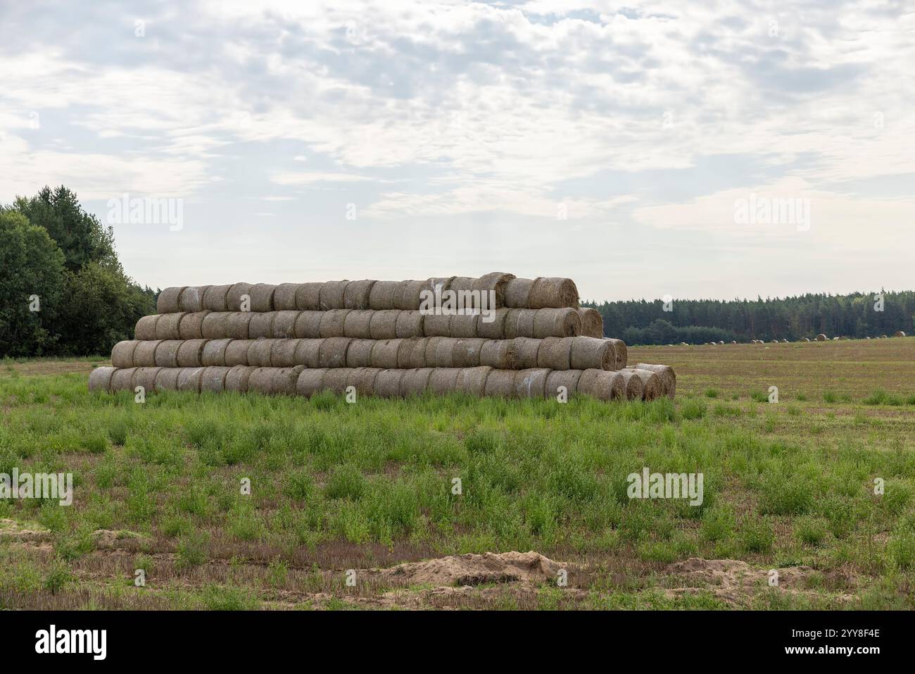 old gray straw stacks in the field after harvest, abandoned straw ...