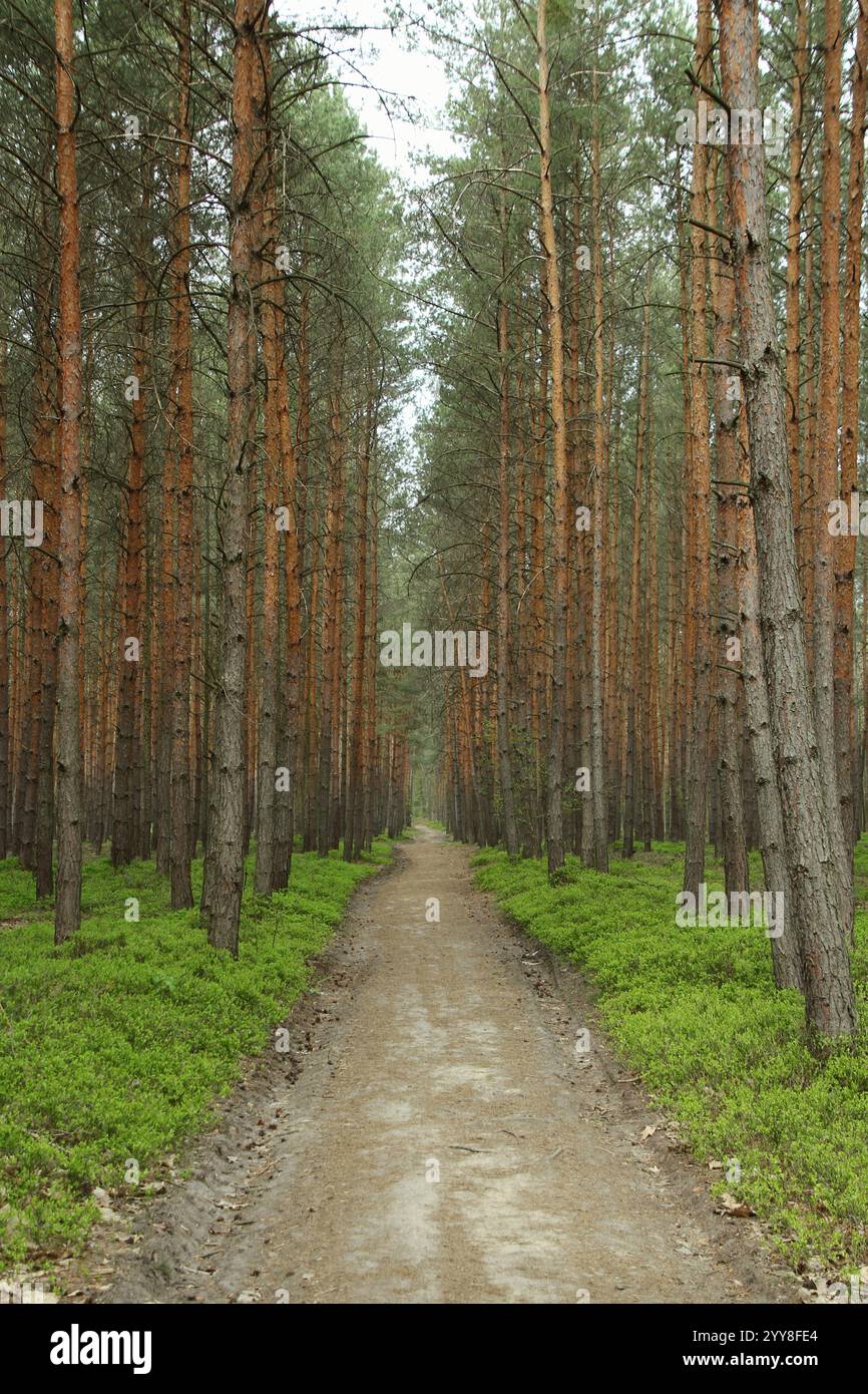 Easy forest walk hi-res stock photography and images - Alamy