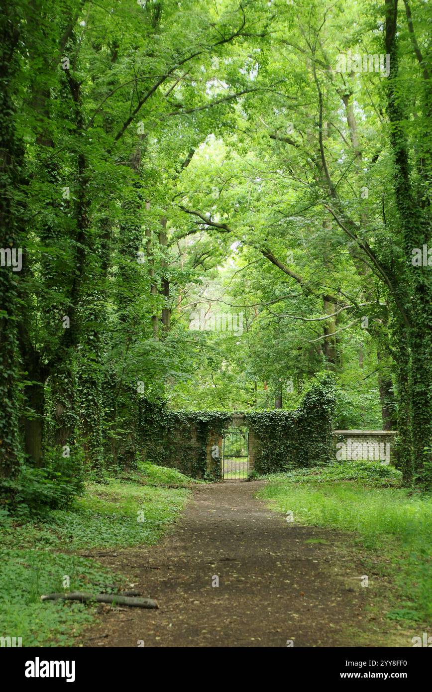 a hidden gate in the middle of an overgrown forest. there is greenery ...