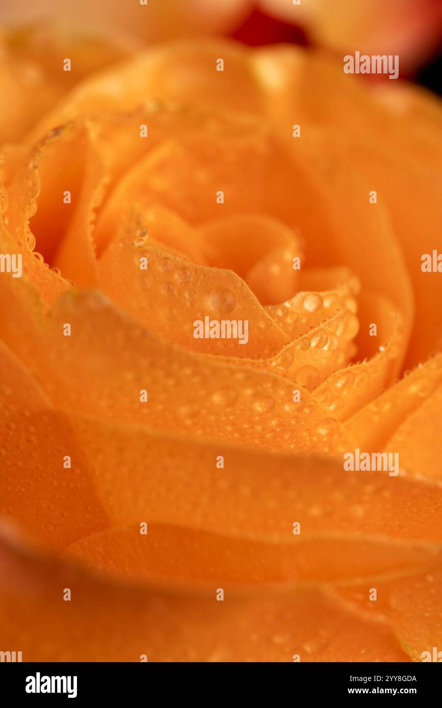 orange wet roses close-up, bouquet of roses of different colors close ...