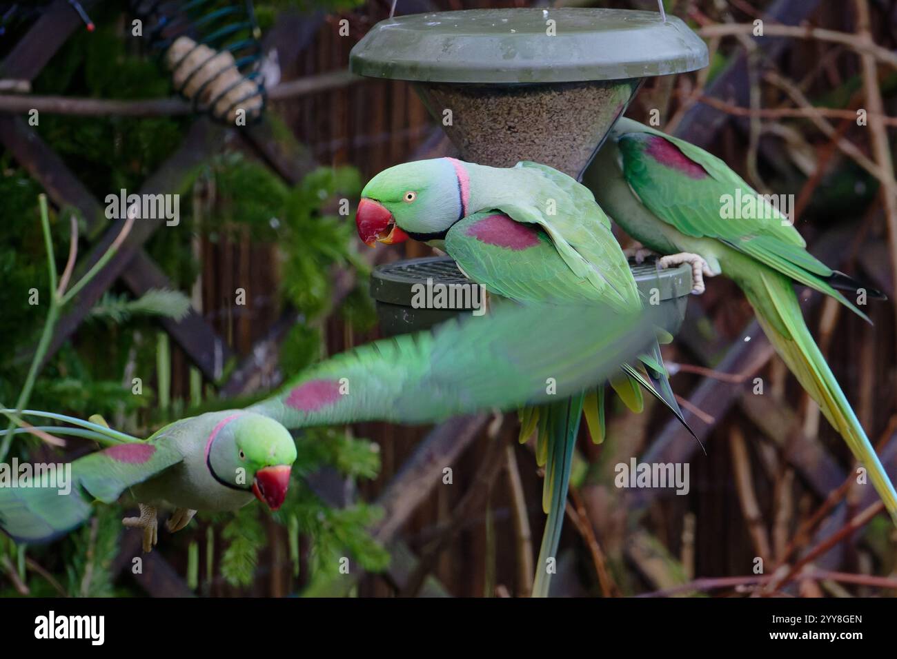 Cologne, Germany. 20th Dec, 2024. Collared parakeets fight for a place ...