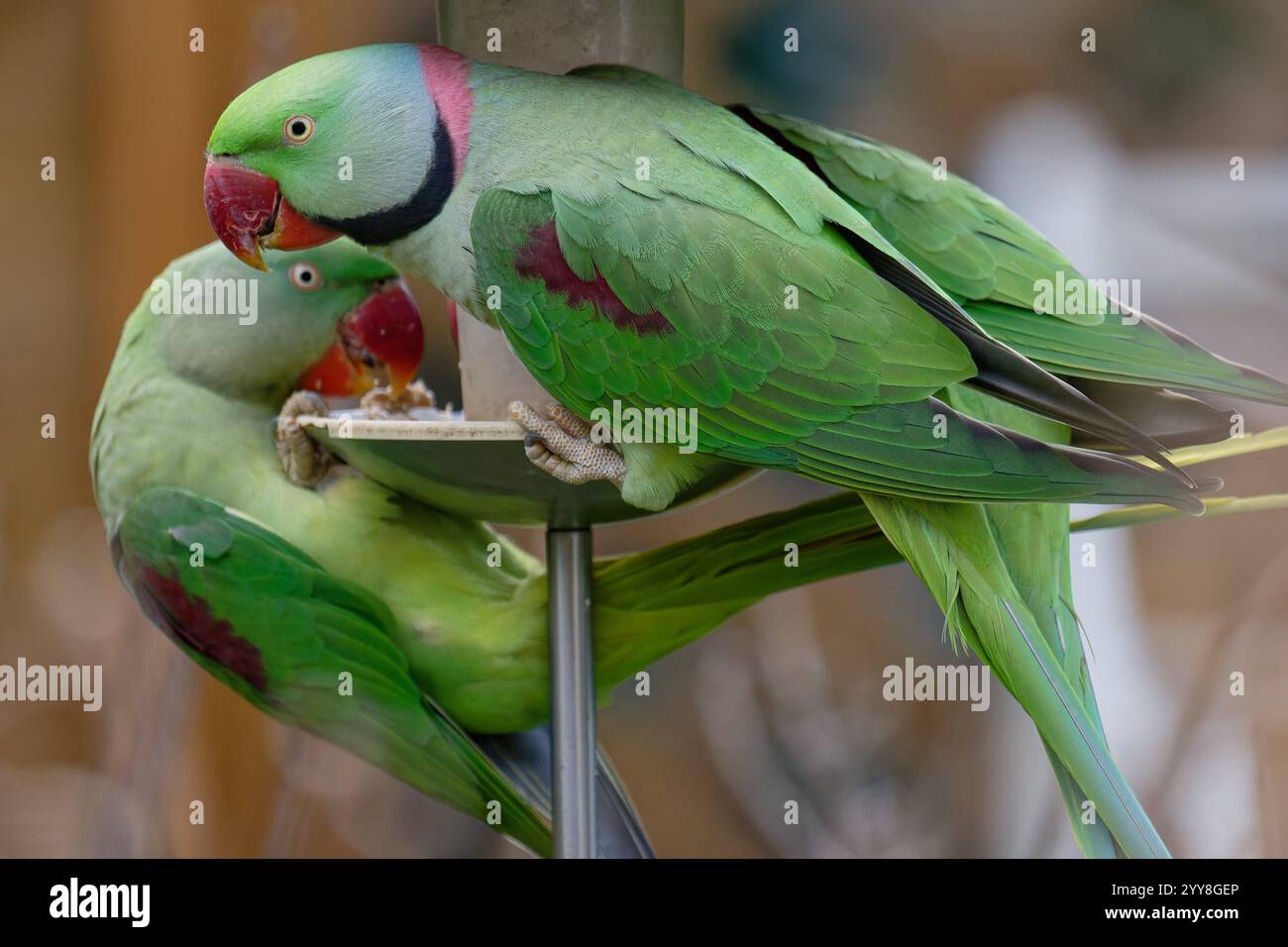 Cologne, Germany. 20th Dec, 2024. Collared parakeets feeding at a bird ...