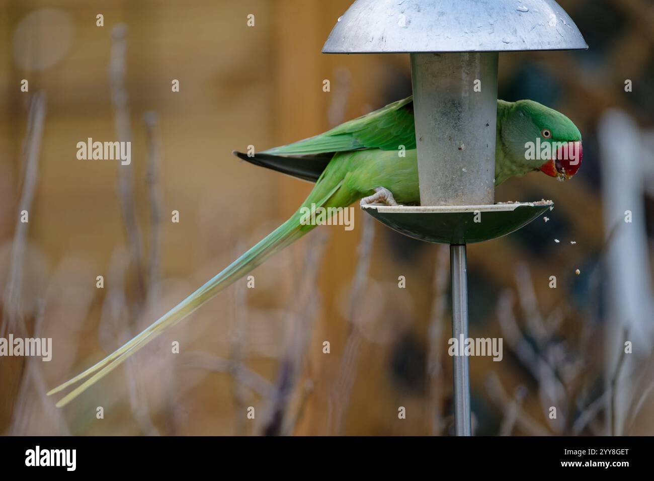 Cologne, Germany. 20th Dec, 2024. Collared parakeet sitting at a bird ...