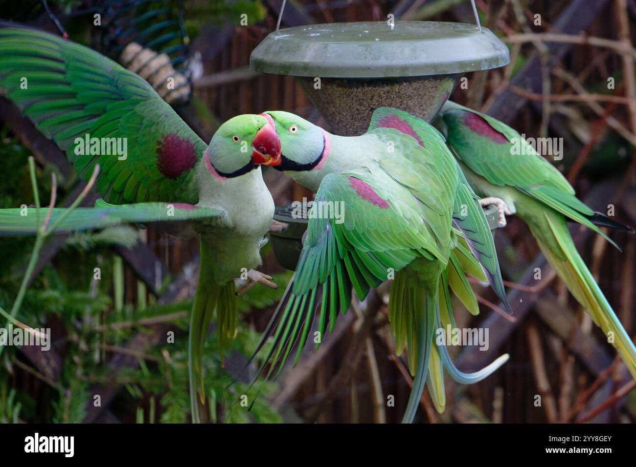 Cologne, Germany. 20th Dec, 2024. Collared parakeets fight for a place ...
