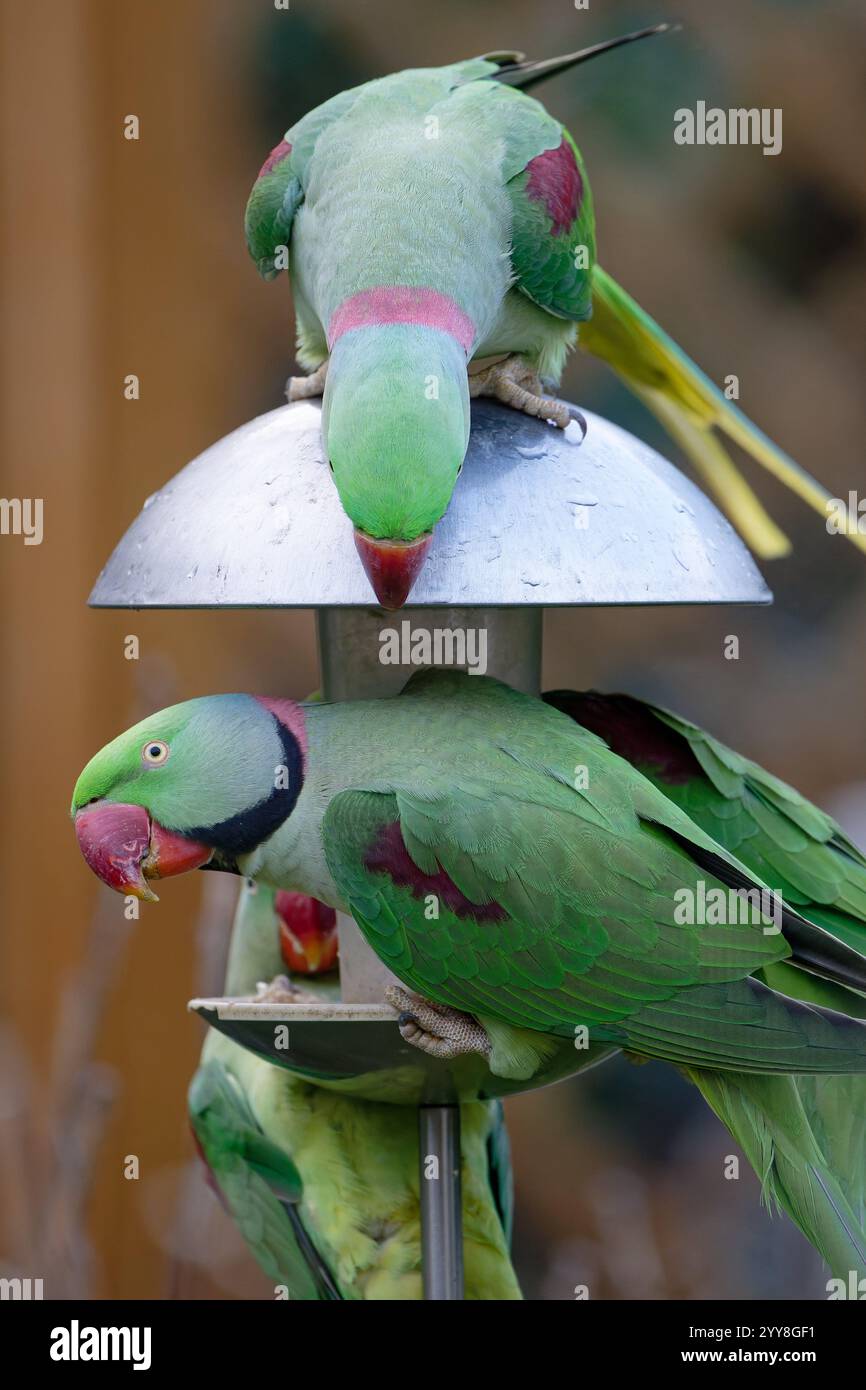 Cologne, Germany. 20th Dec, 2024. Collared parakeets feeding at a bird ...