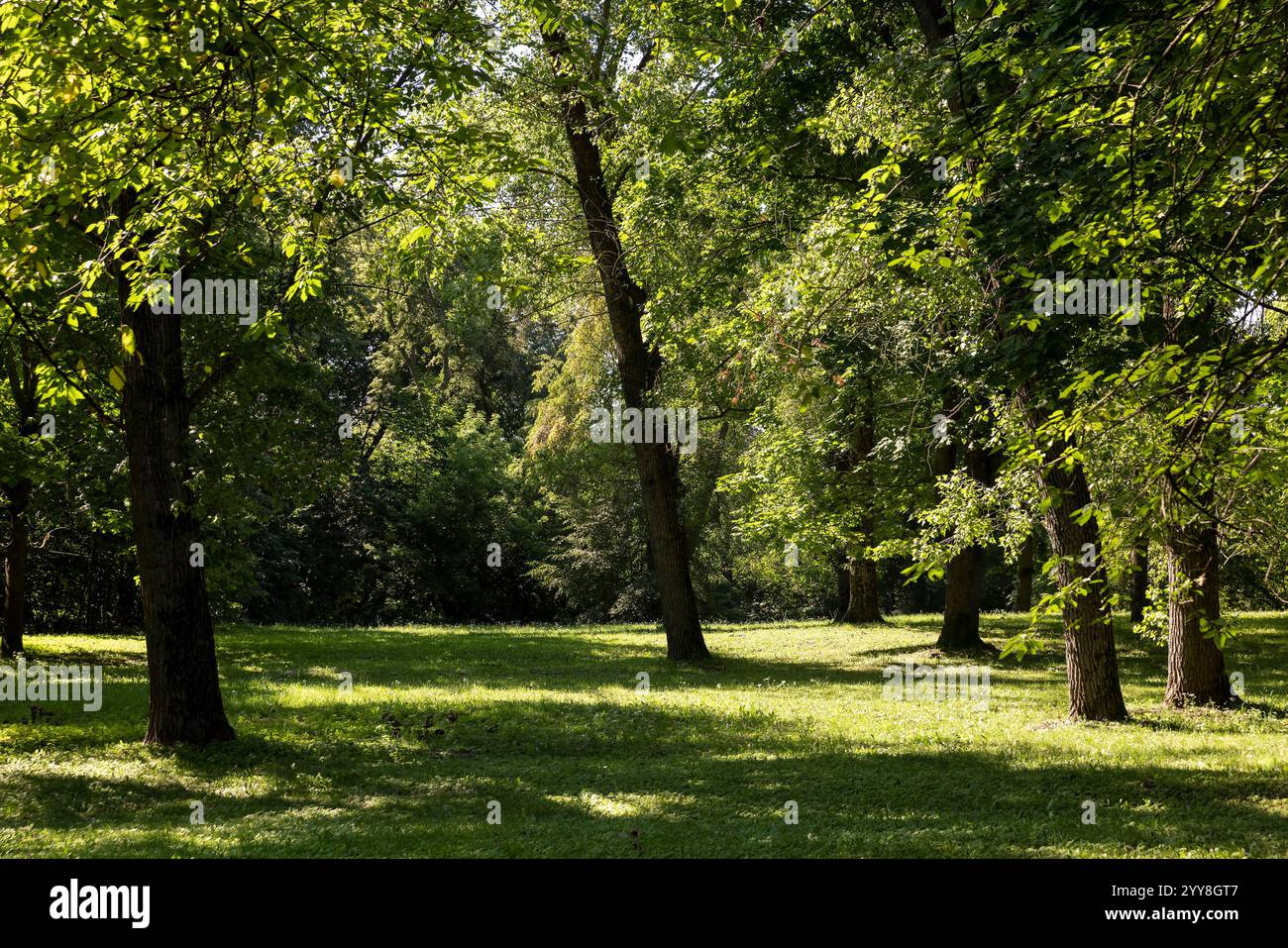 deciduous trees in a mixed park in summer, trees of different types in ...