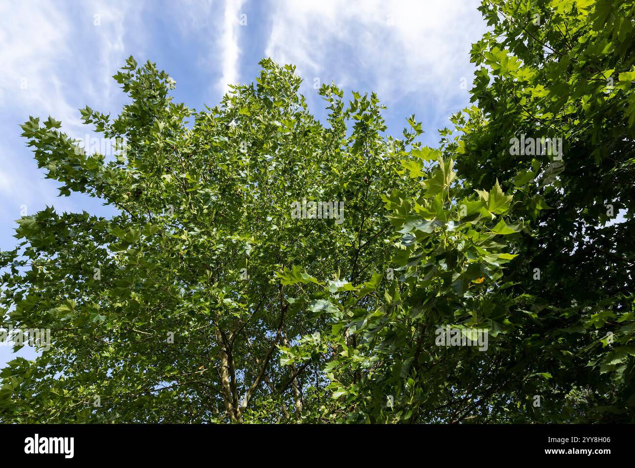 sycamore tree in the autumn season, the green sycamore in windy but ...