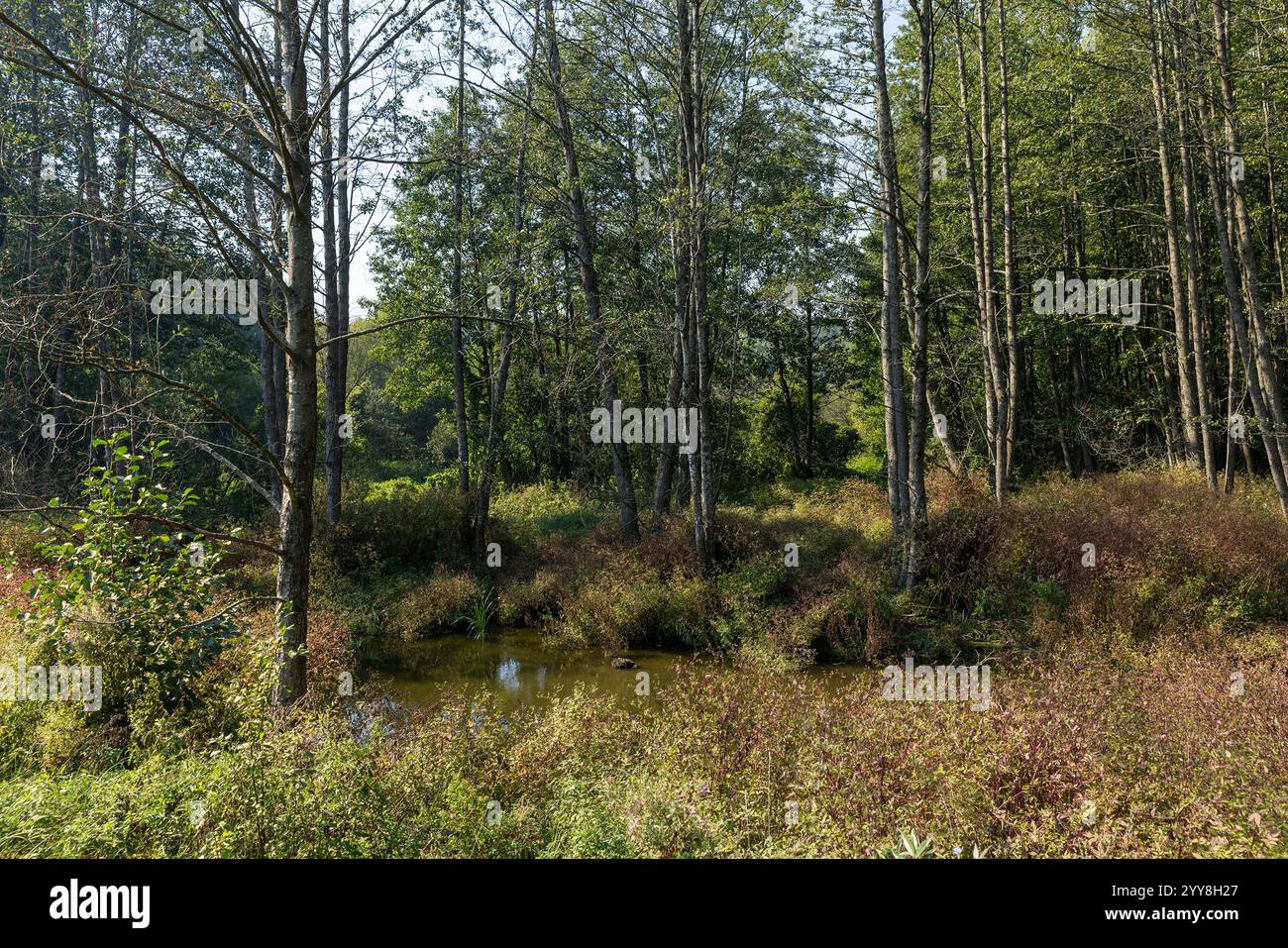 grass and trees in the swamp in the summer, green grass and deciduous ...