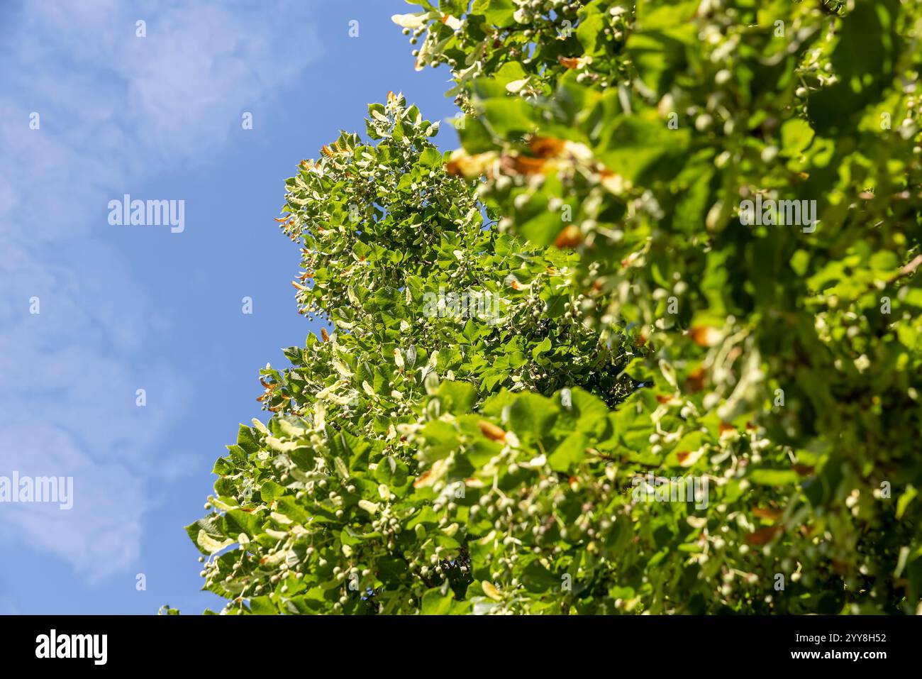 a linden tree with fruits in the autumn season, the color of the linden ...