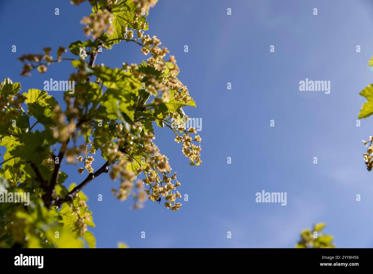 gooseberry bushes in May against a blue sky background, growing edible ...
