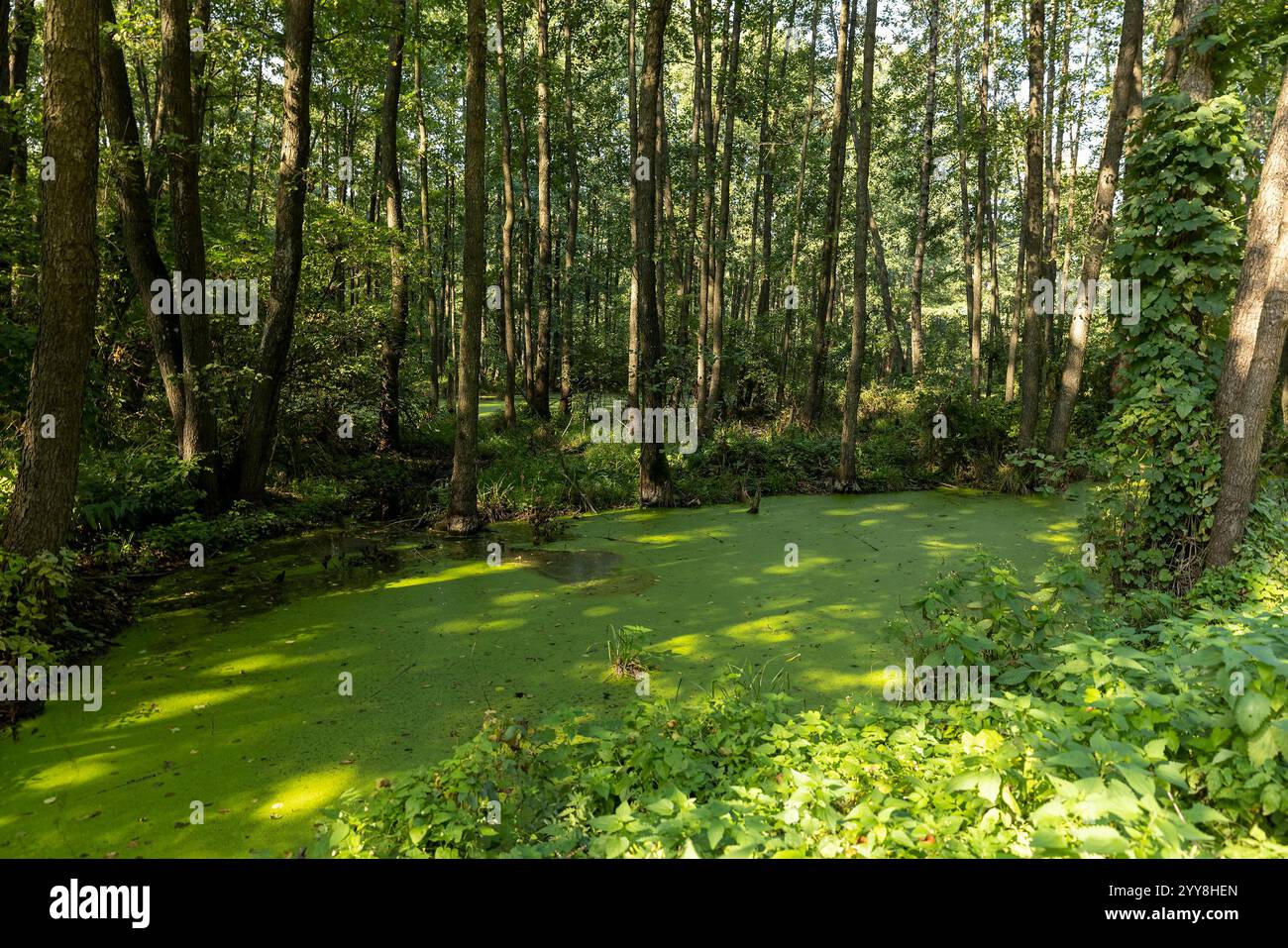 trees in the swamp in the summer, green grass and deciduous trees in ...