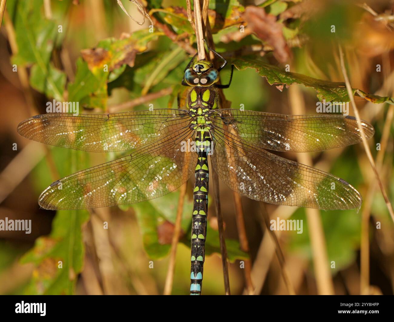 Southern Hawker dragonfly on a warm November day. The macro shot ...