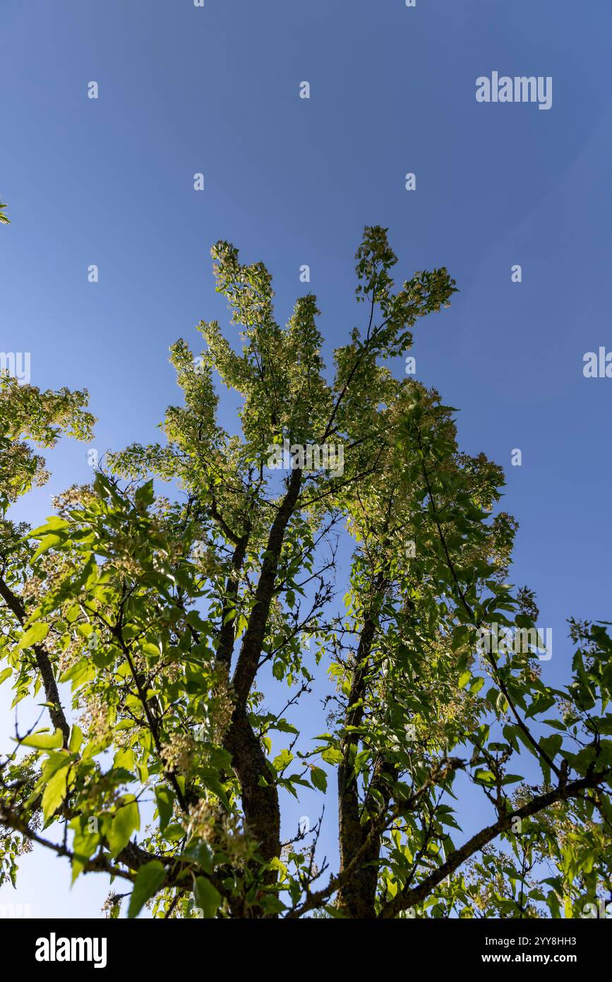 the green foliage of the maple tree in sunny weather, a beautiful maple ...