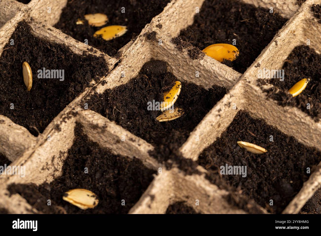 Seed in soil in cardboard cups close up, poured black soil into paper ...
