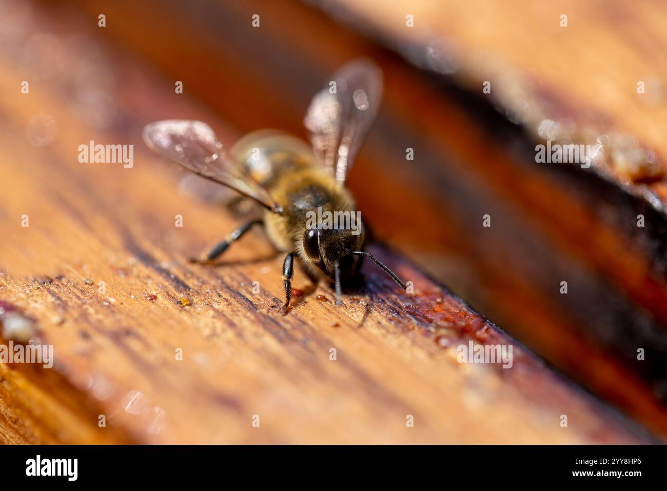 bees and their hive with wooden honeycomb frames, close up Stock Photo ...
