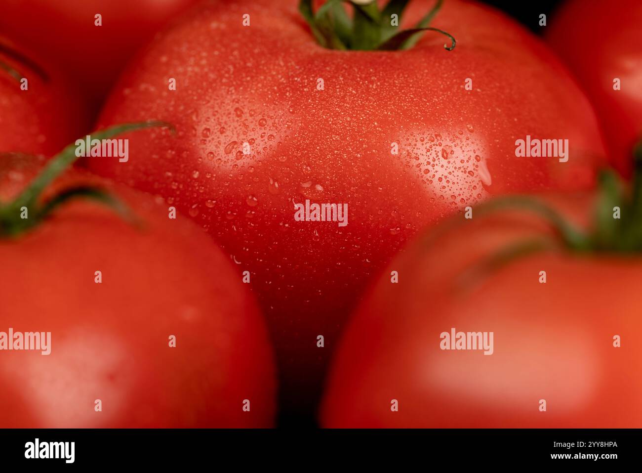 group of wet red tomatoes on the table, fresh soft tomatoes in drops of ...