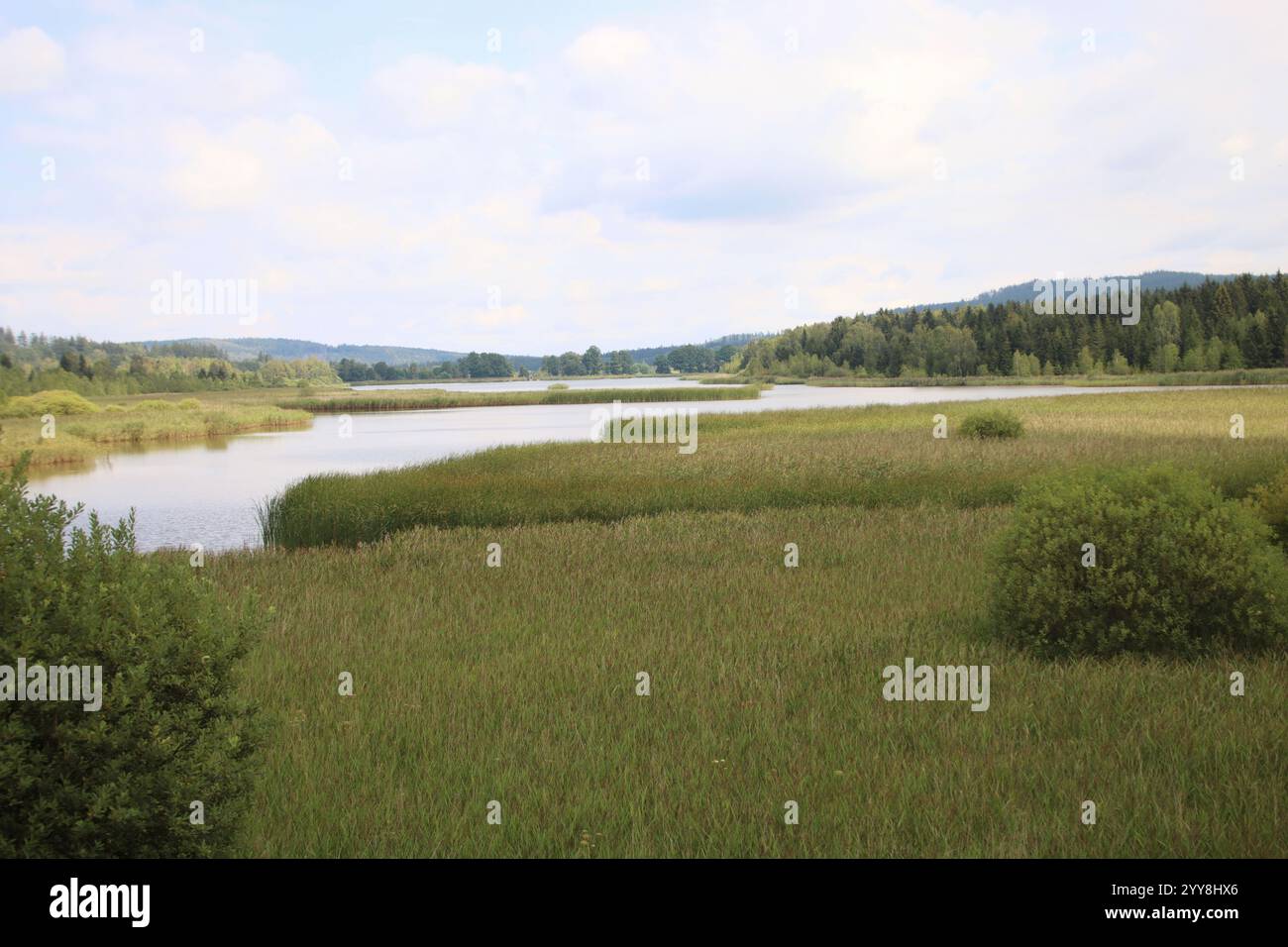 lake in the middle of forests and bushes. It's summer and there's ...