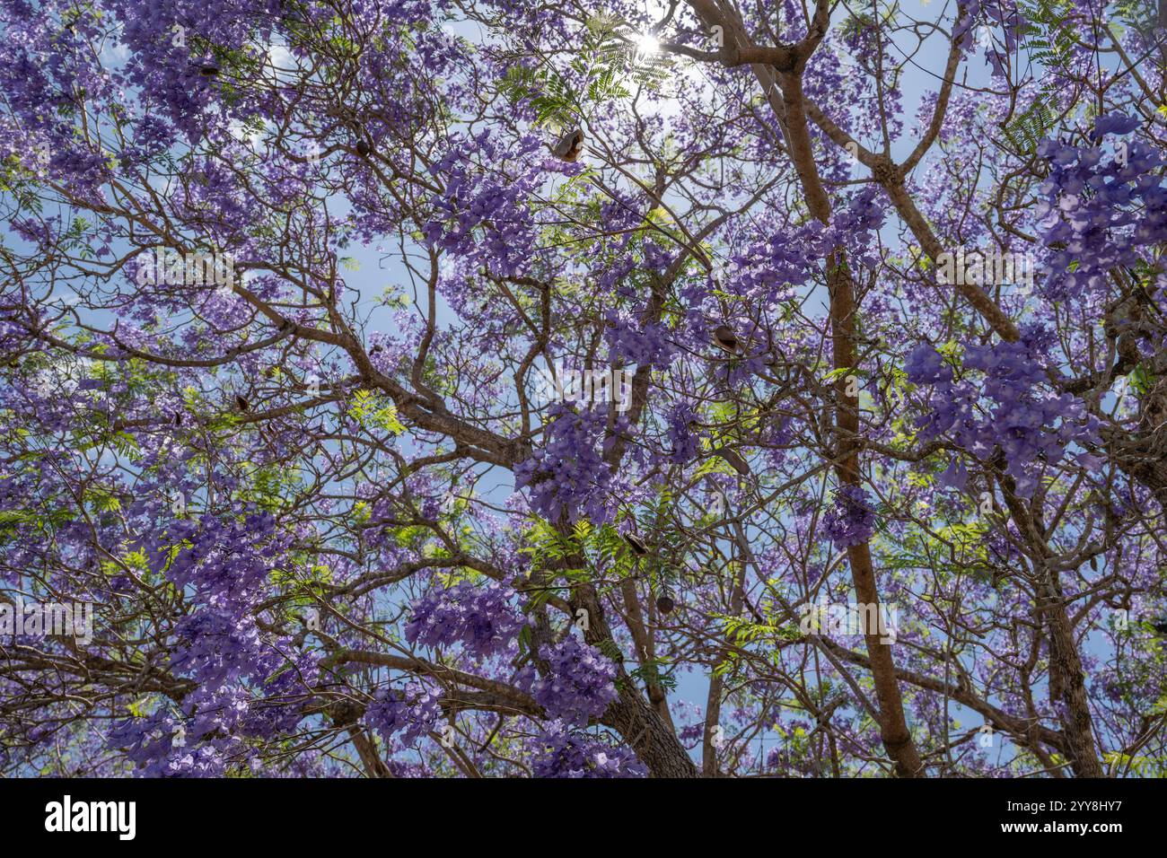 Jacaranda trees sunny blue sky day, public park Queensland Australia ...