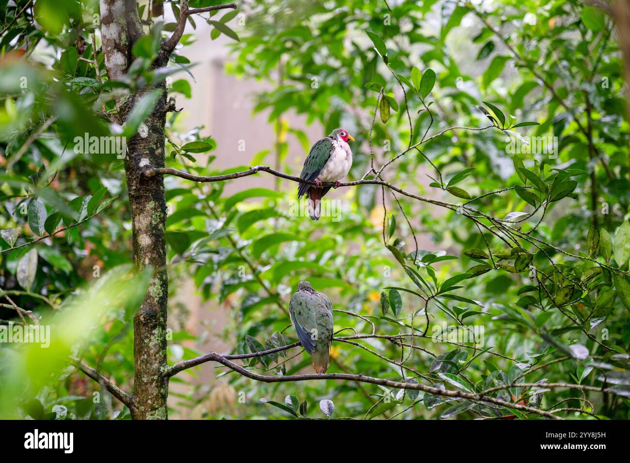 jambu fruit dove bird, Ptilinopus, Mandai bird paradise sanctuary ...