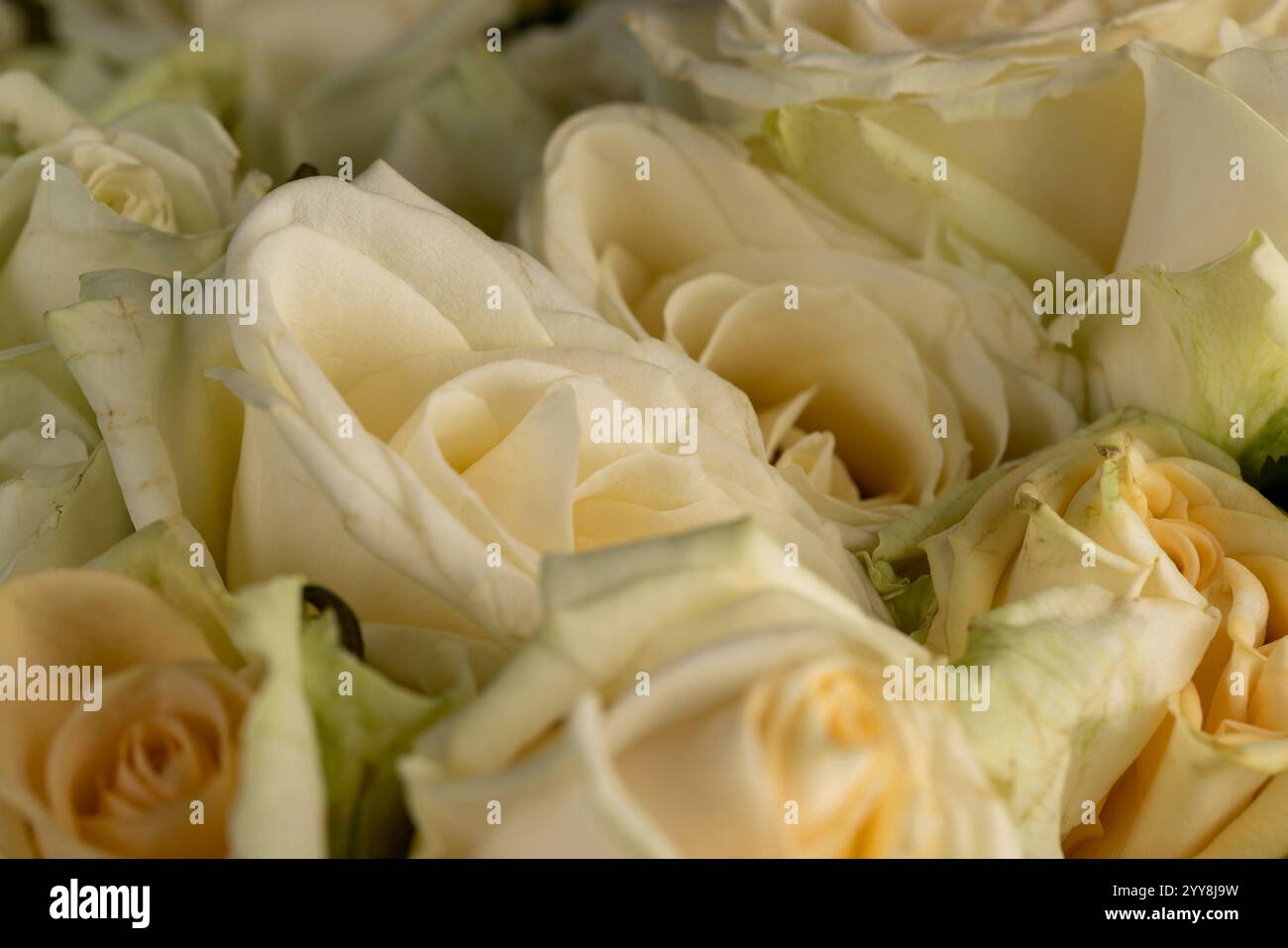 a beautiful bouquet of a large number of white and milky roses on the ...