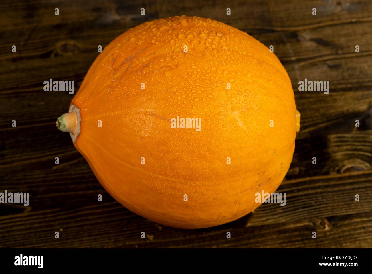one pumpkin wet in water close-up, details the peel of a ripe orange ...