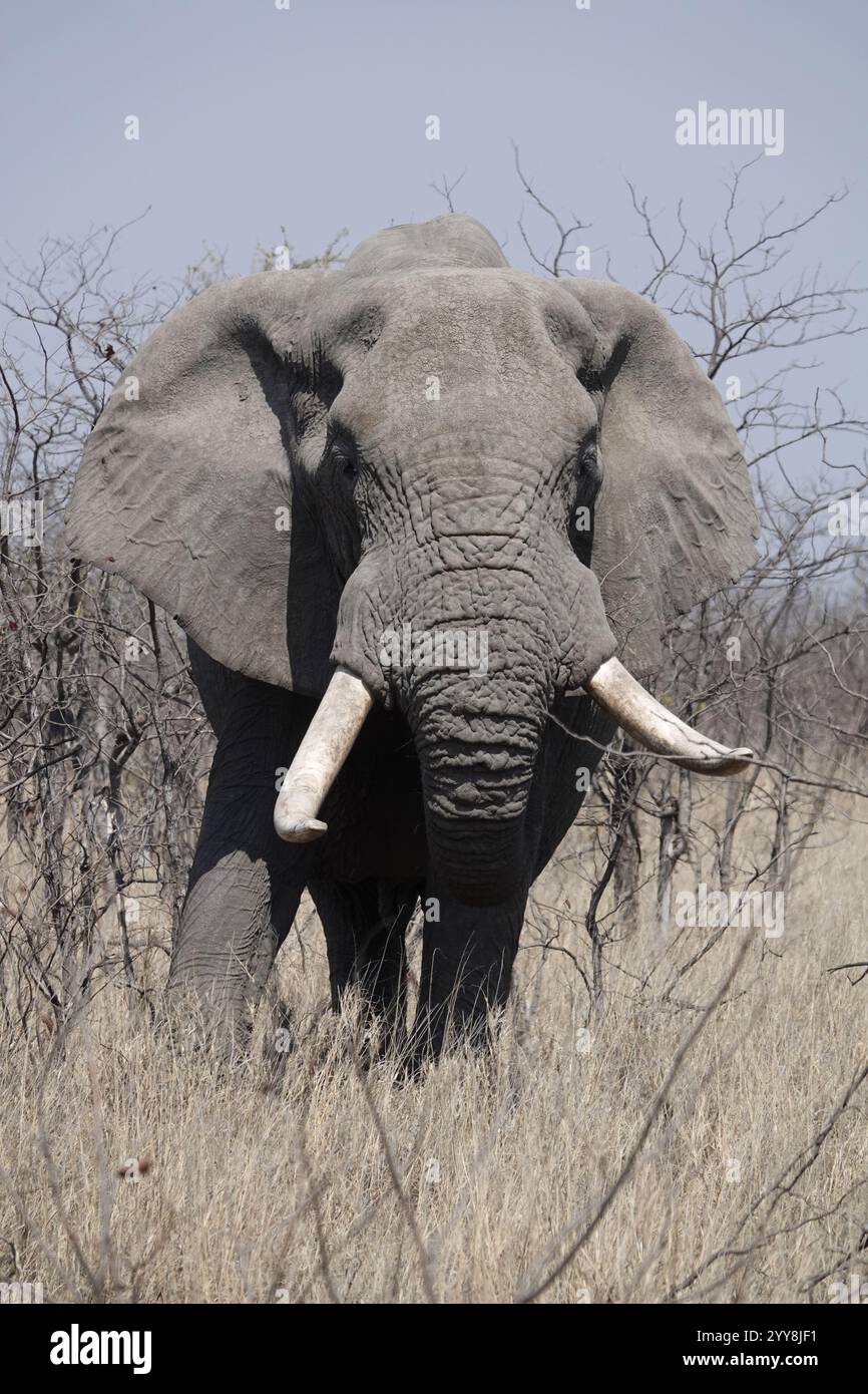 African bush elephant bull hi-res stock photography and images - Alamy