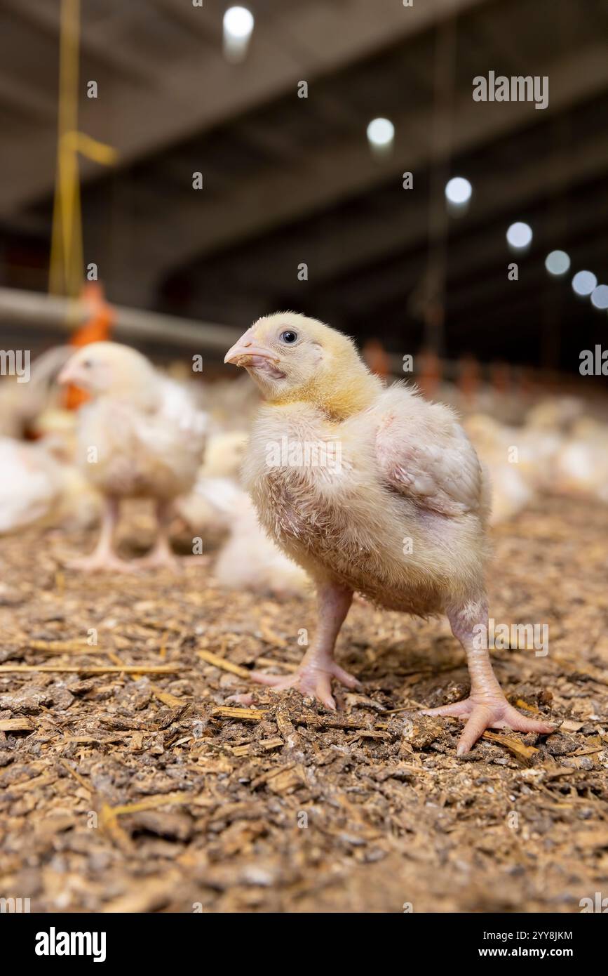 small broiler chickens in a large poultry house of a farm for growing ...