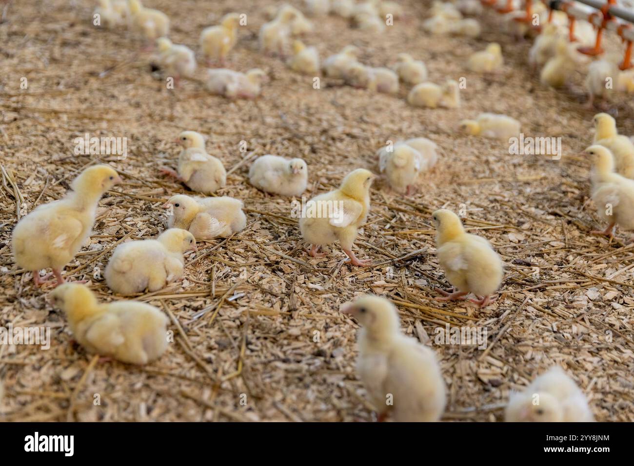 Broiler chickens poultry farm hi-res stock photography and images - Alamy
