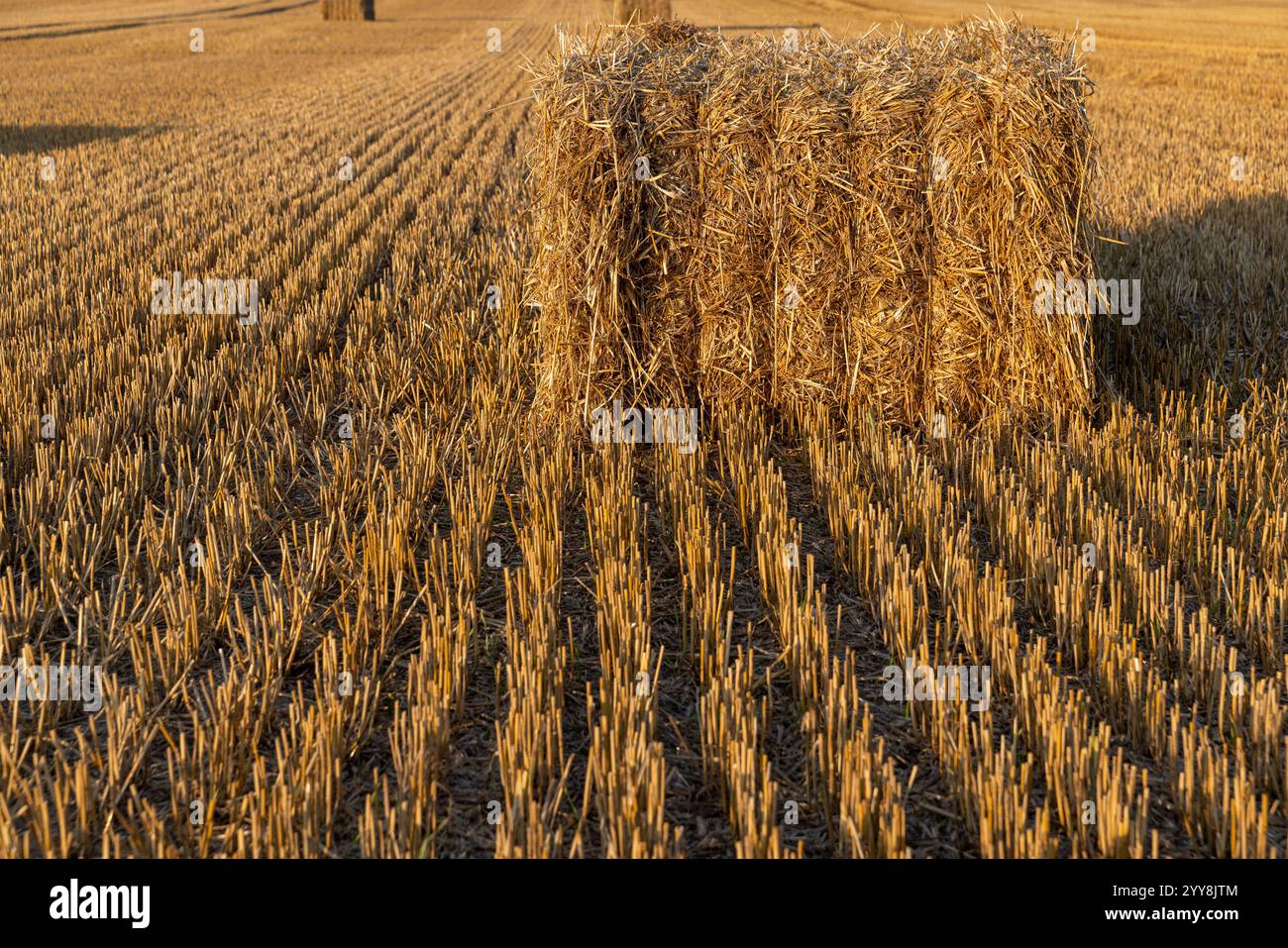 golden wheat straw in a field, rectangular stacks of straw that ...