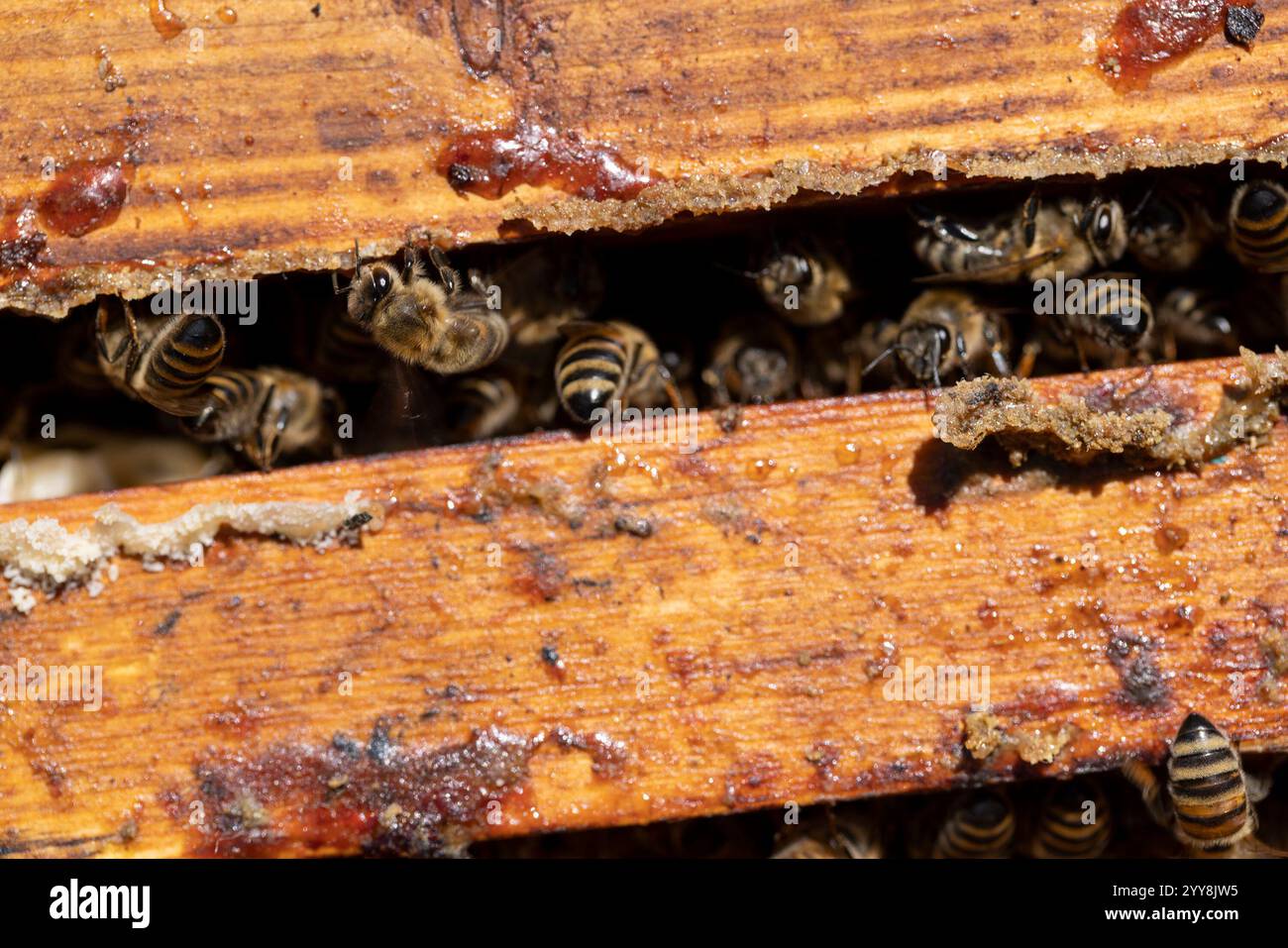 bees and their hive with wooden honeycomb frames, honey bees in sunny ...