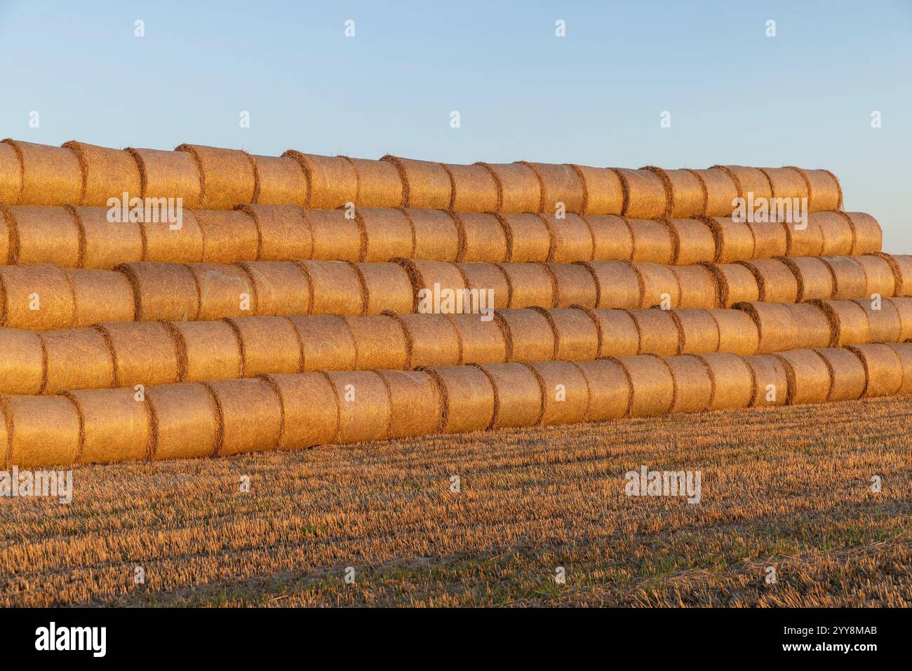 stacked cylindrical straw stacks at sunset, orange stacks from the sun ...