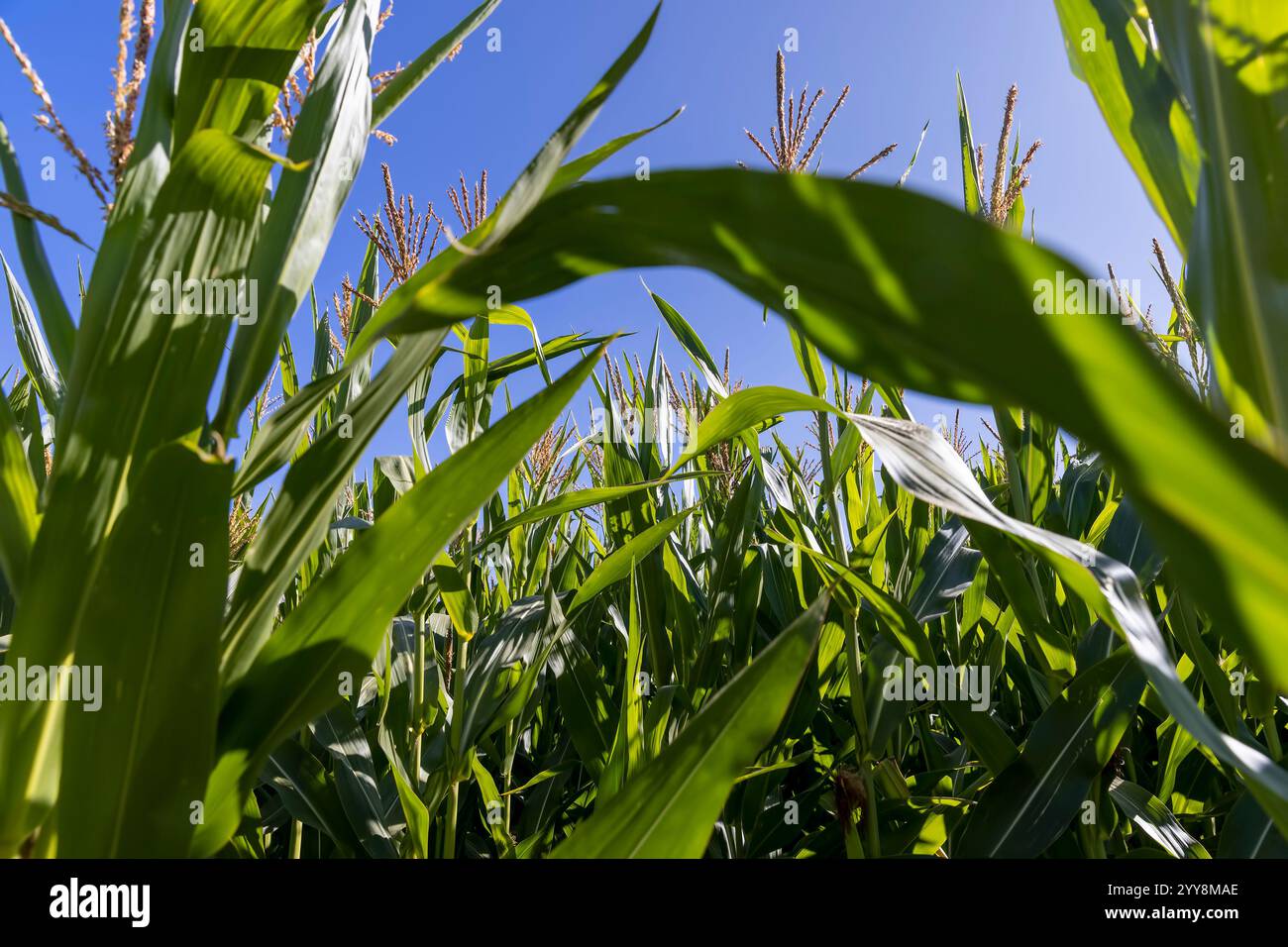 new green corn in the field during flowering and pollination, beautiful ...