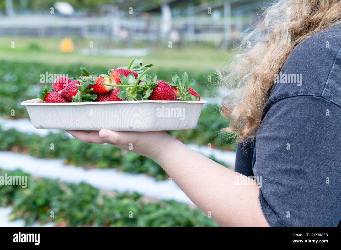 Pick own summer strawberries hi-res stock photography and images - Alamy