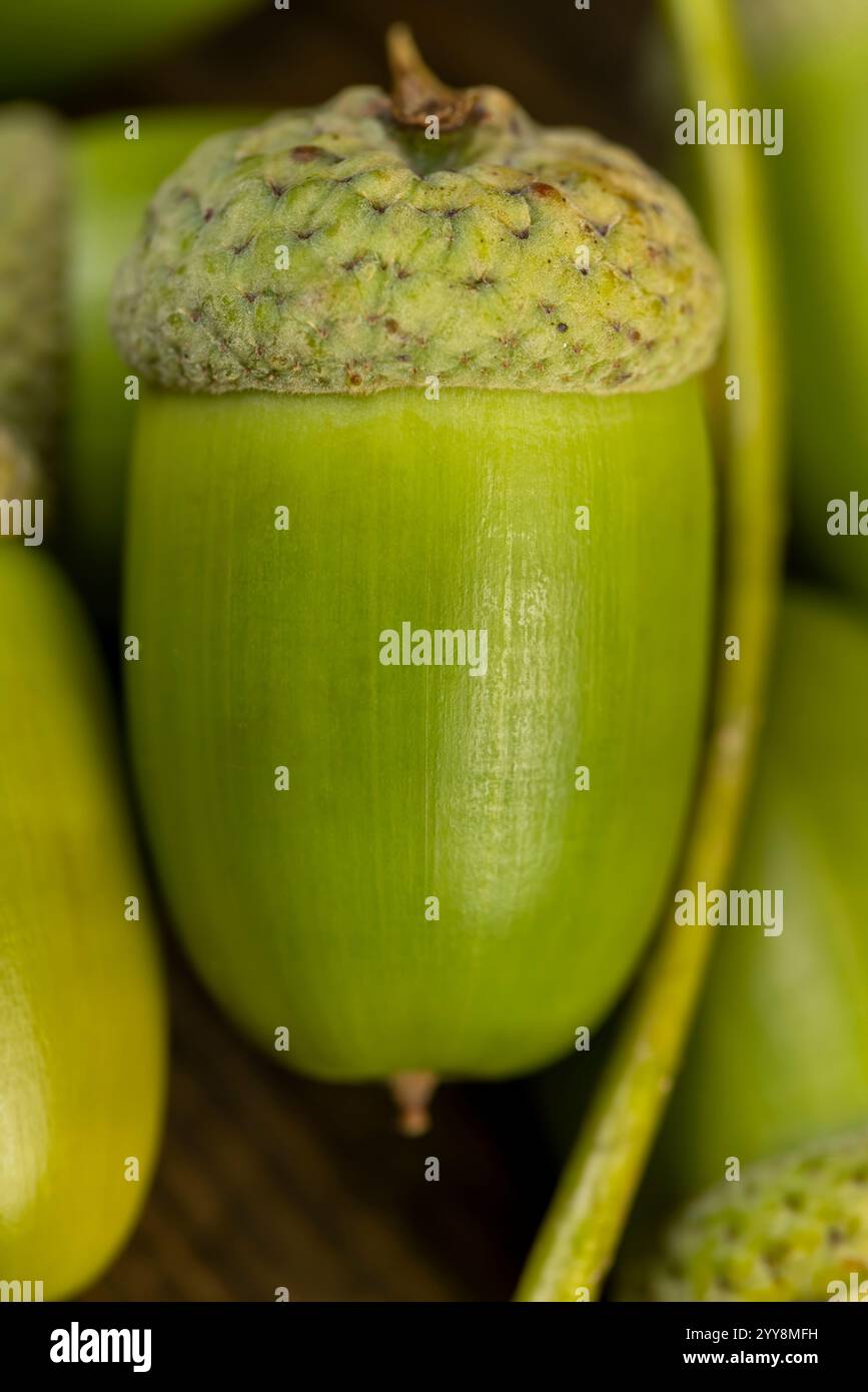 green beautiful large-sized oak fruits acorns, not ripe green oak acorn ...
