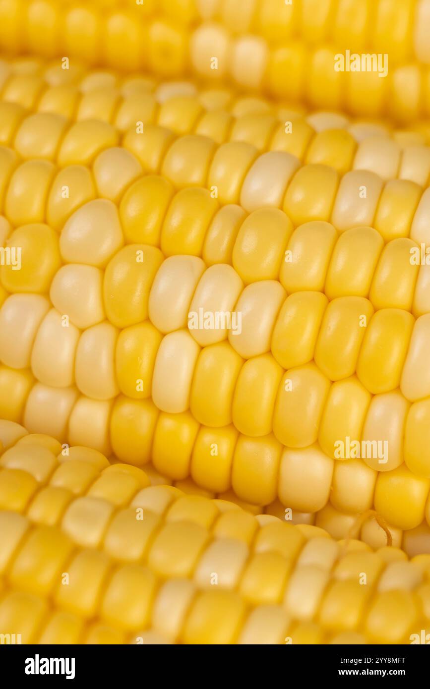 peeled corn cob with yellow and white seeds of different sizes and ...