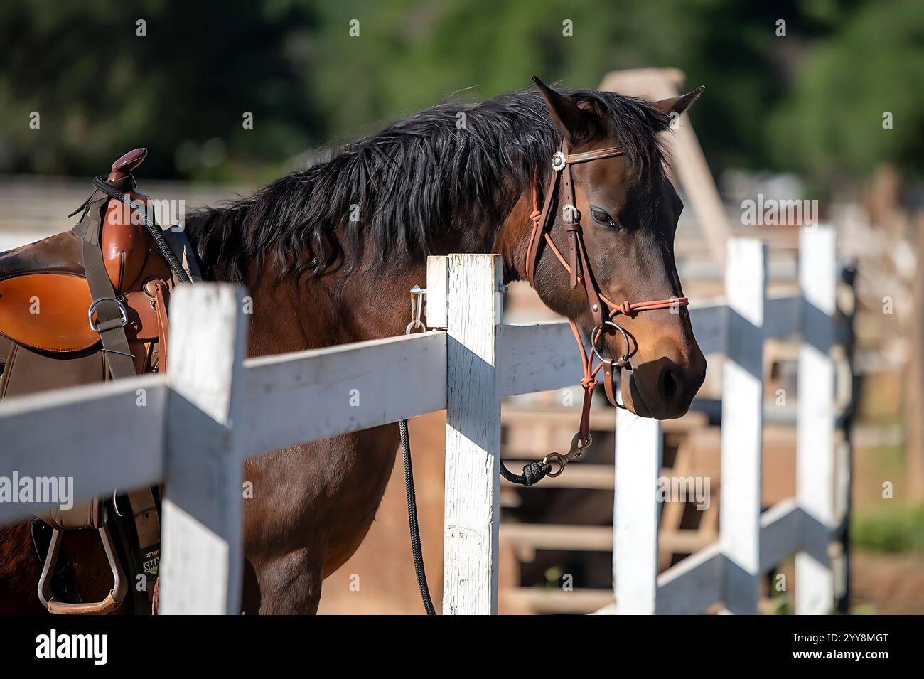 Equestrian facility brown riding horse hi-res stock photography and ...