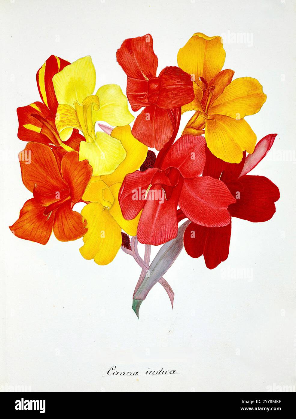 Beautiful shot famous flower “african hi-res stock photography and ...