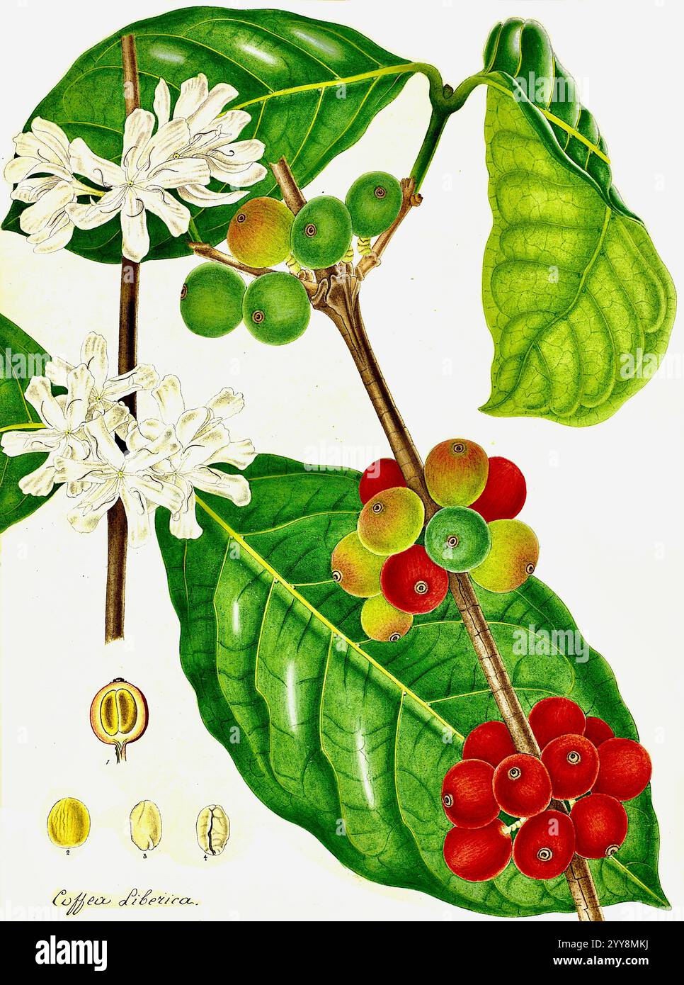 George de Alwis - Coffea liberica - 1893 Stock Photo - Alamy