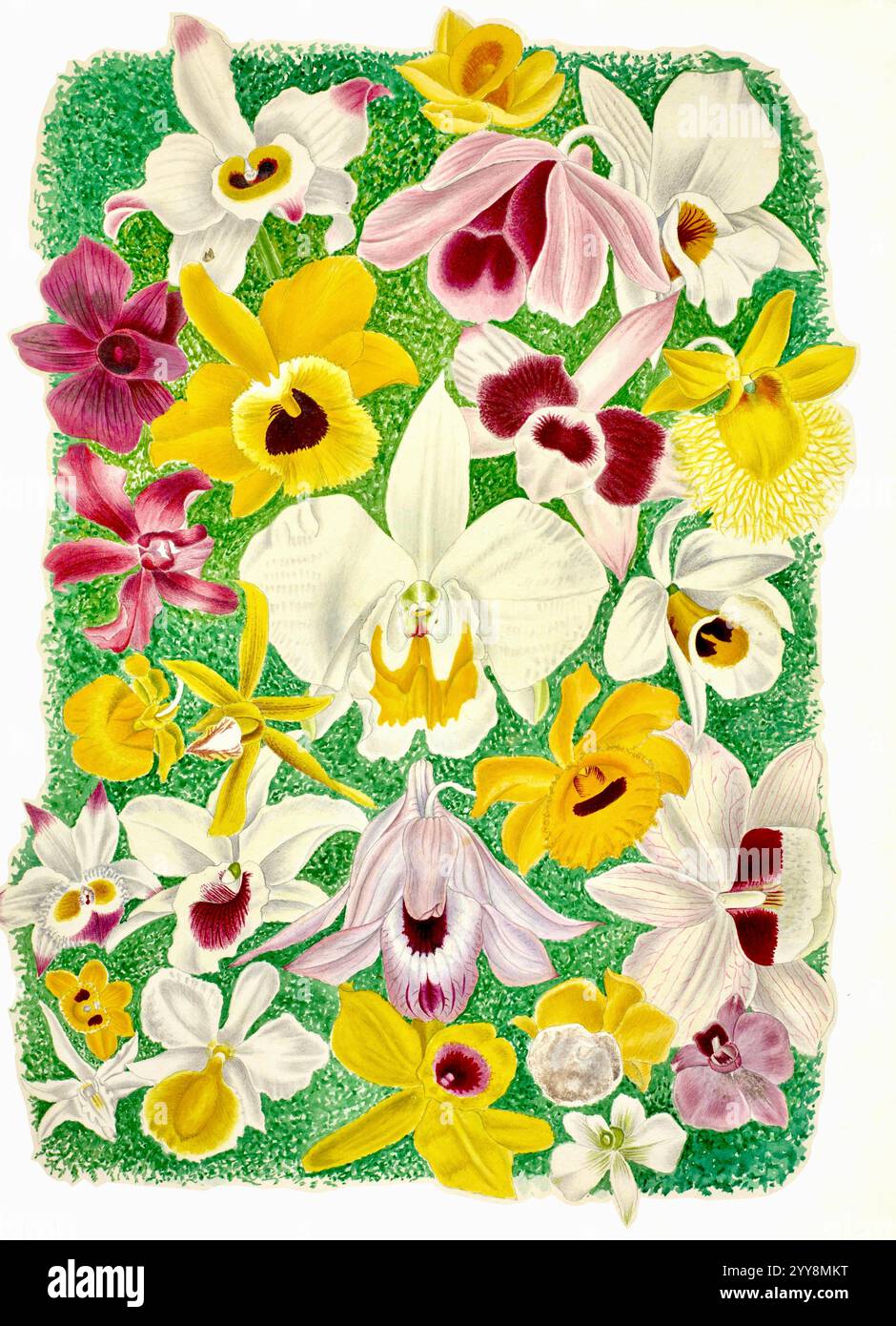 George de Alwis - Orchids - 1893 Stock Photo - Alamy