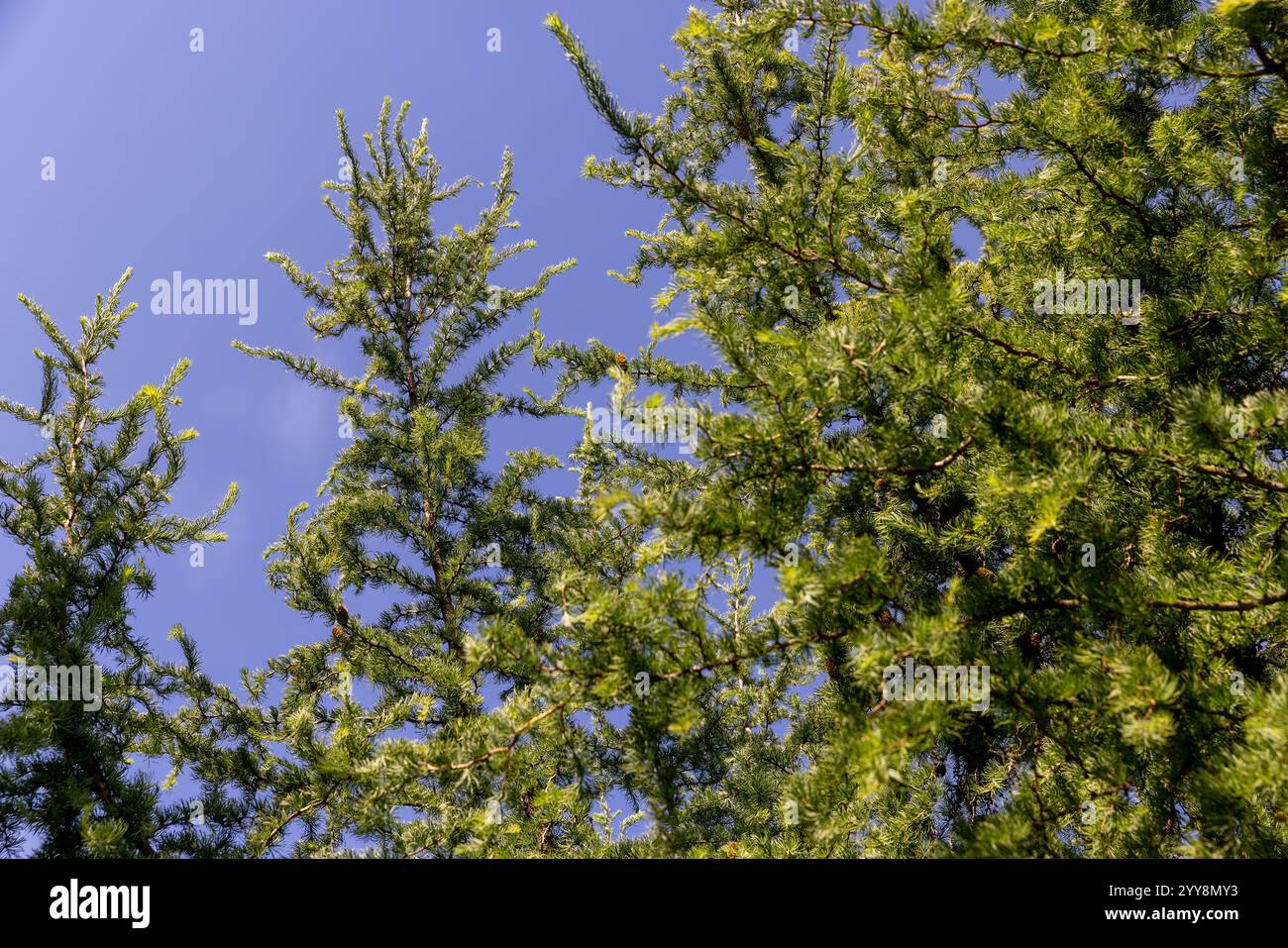 young soft larch needles in the summer, green larch needles on a blue ...