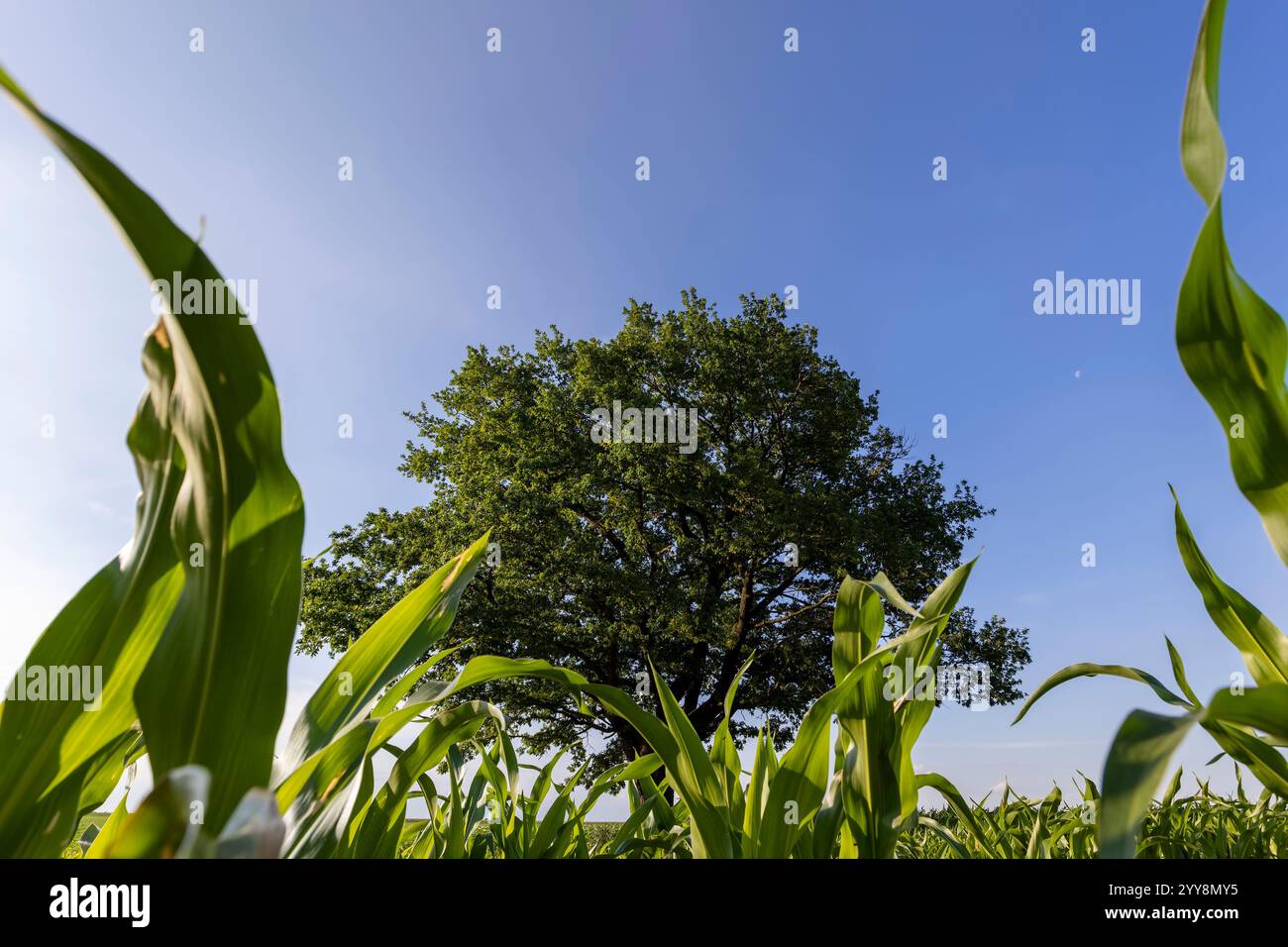 tall oak tree in a field, one oak in green corn on a blue sky ...
