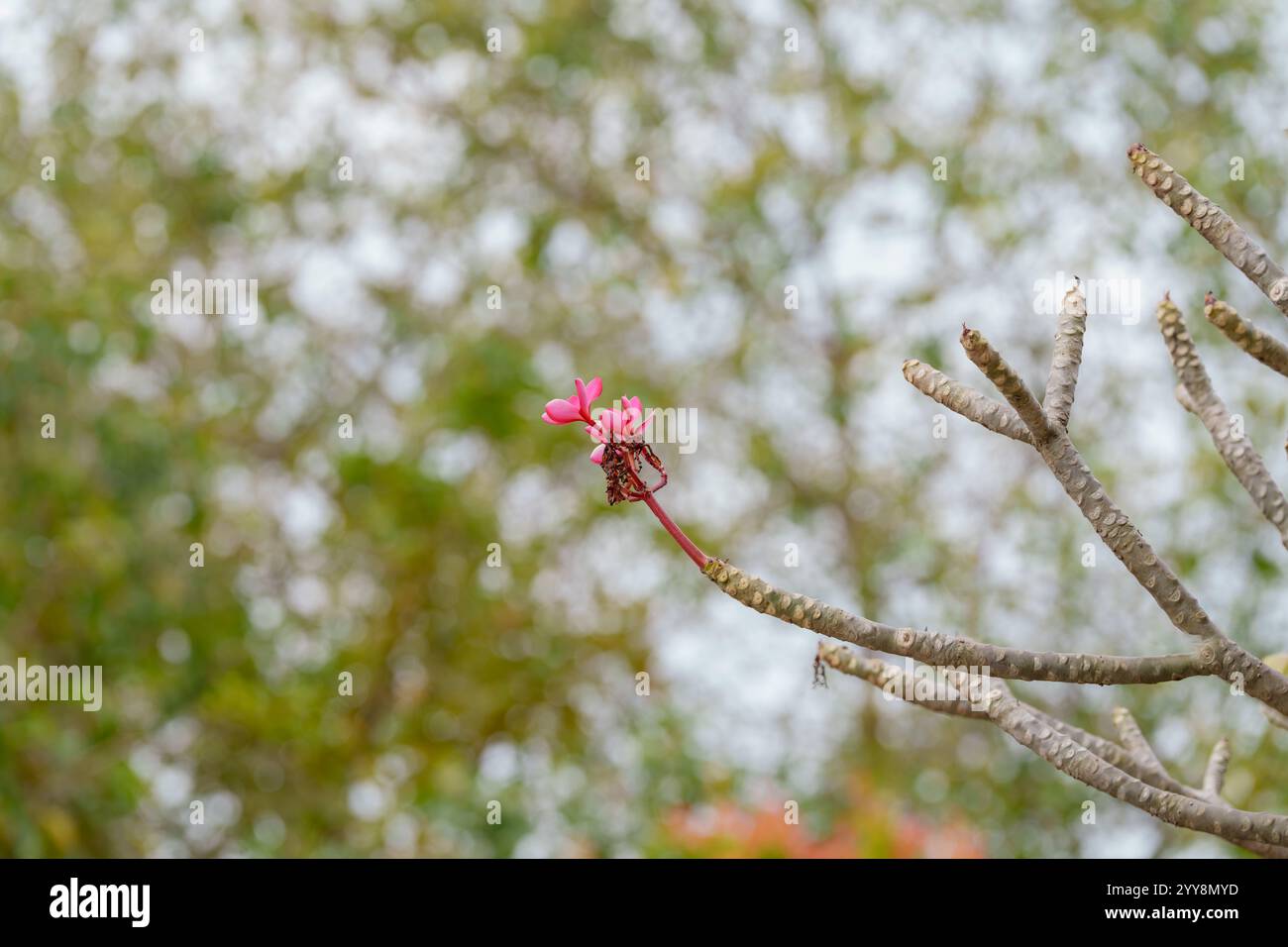 Minimal flower vector hi-res stock photography and images - Alamy