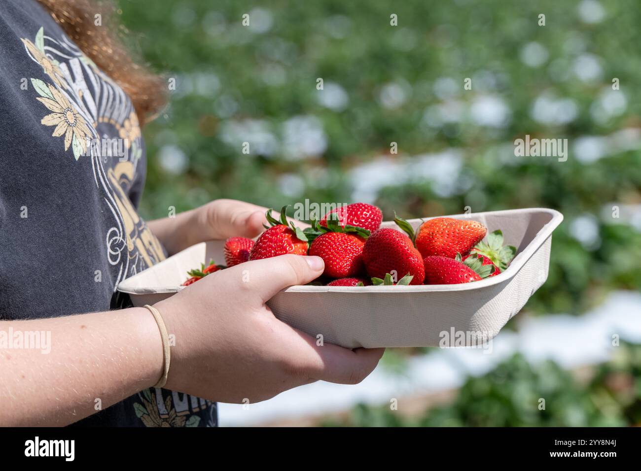 Strawberry harvesting season hi-res stock photography and images - Alamy
