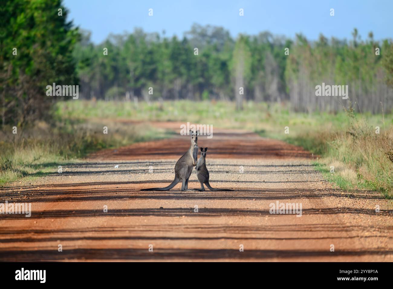 Kangaroo and joey on red dirt road, outback landscape Queensland ...