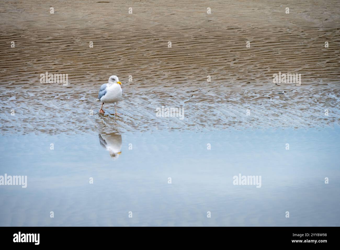 Seagull on the beach, reflection in the water Stock Photo - Alamy