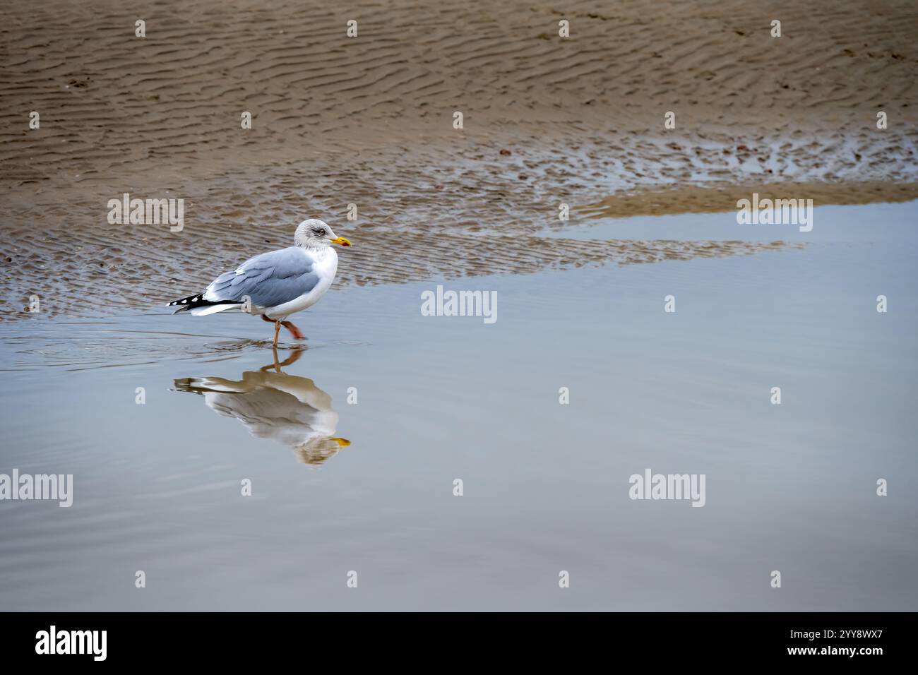 Seagull on the beach, reflection in the water Stock Photo - Alamy